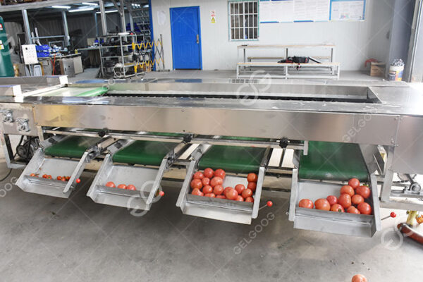 Automatic Tomato Sorting Grading Machine By Rolling Rollers