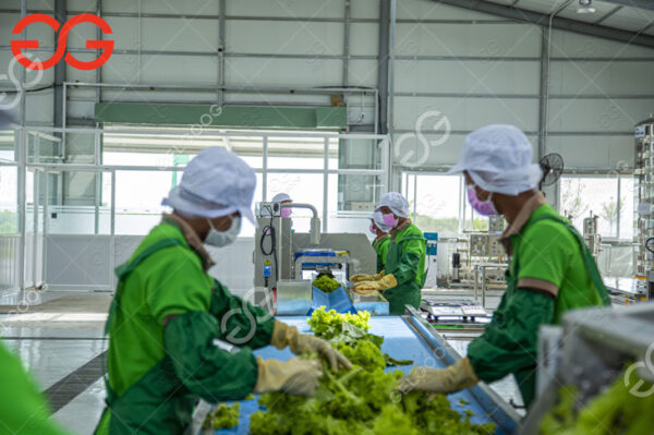 Clean Vegetable Processing Workshop Design Scheme