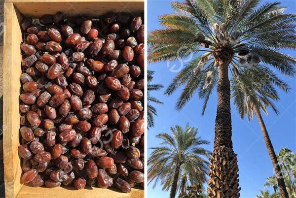 Dates Fruits Manufacturing Process