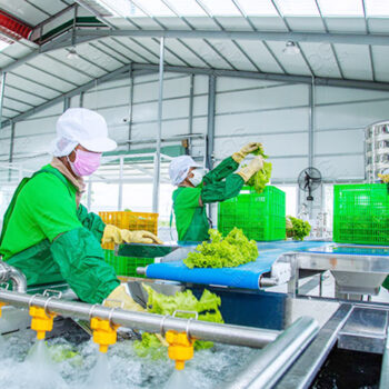 Vegetable Washing Processing Machine Instructions